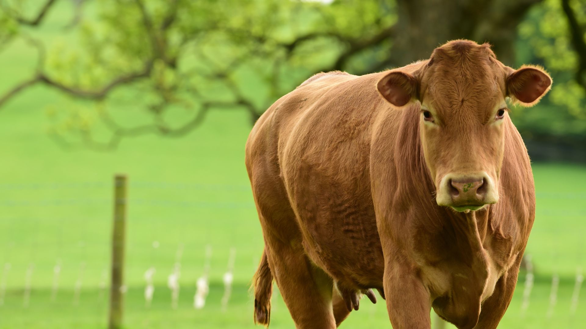 AI/Reproduction - Cattle In Madison, IN | Madison Animal Clinic