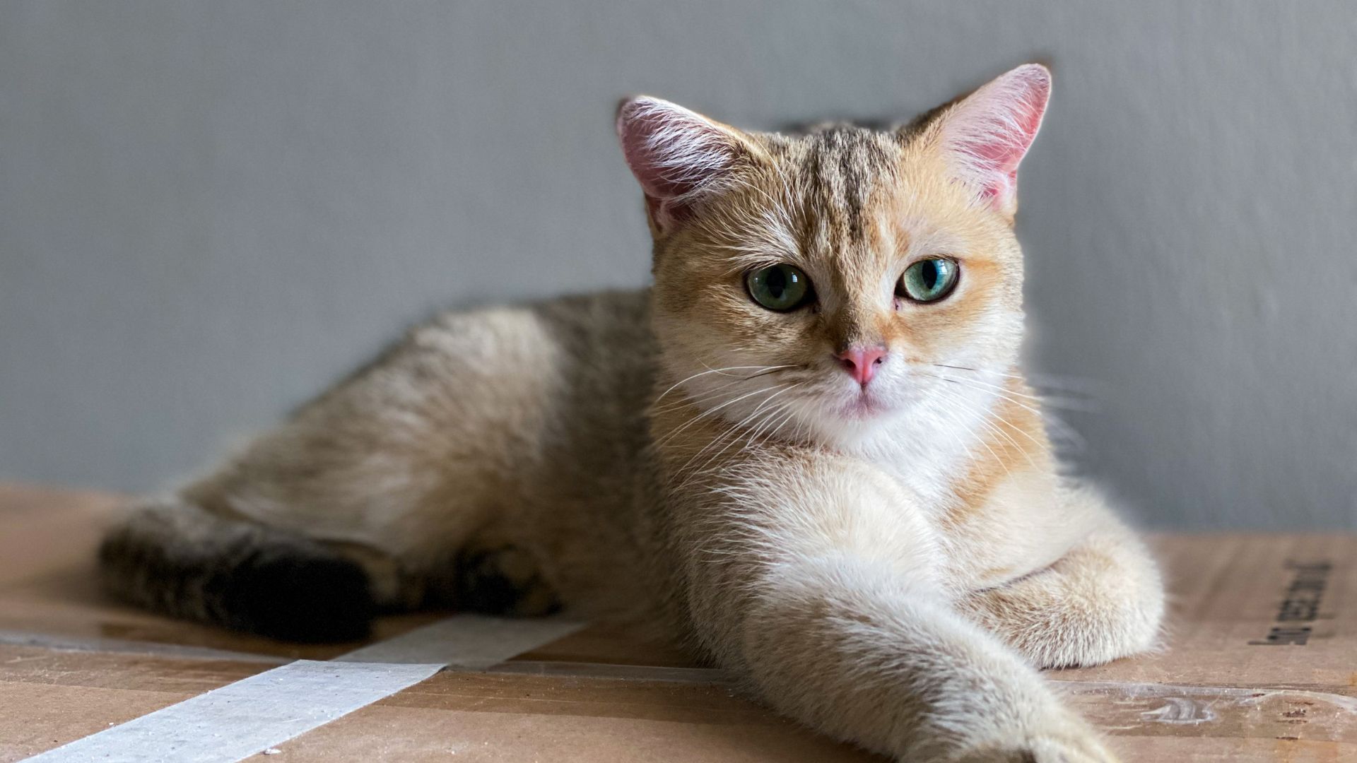 Pet Boarding In Madison, IN 47250 | Madison Animal Clinic