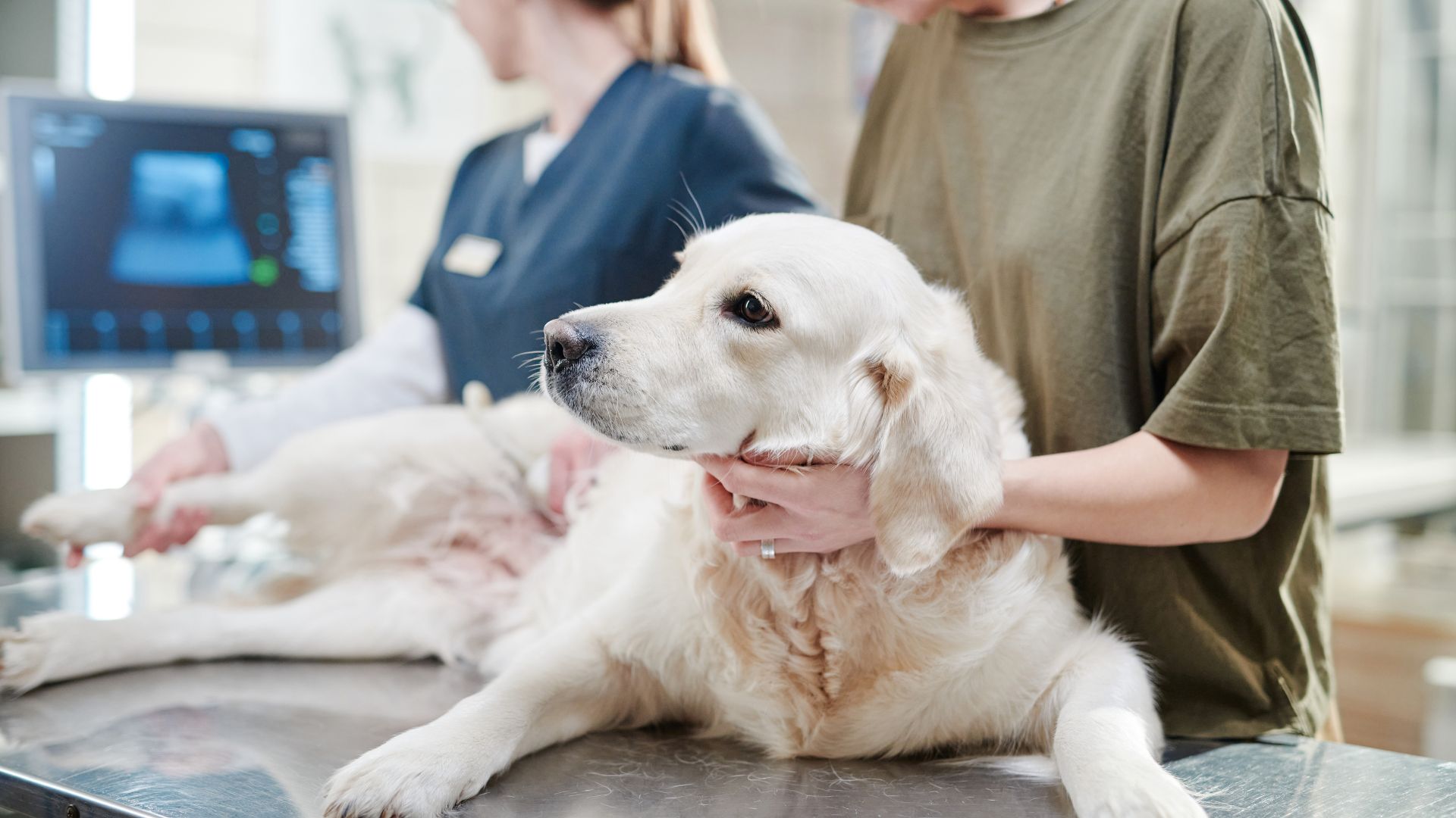Medical Drop Off Form | Madison Animal Clinic